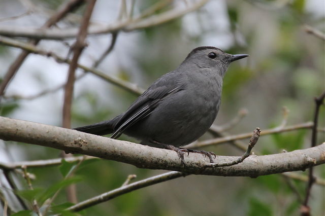 Gray Catbird