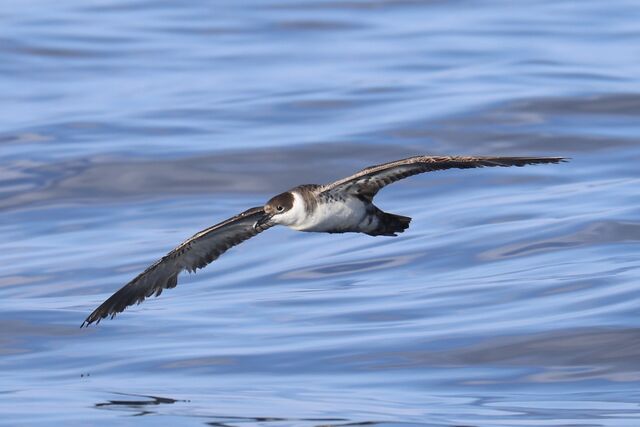 Great Shearwater