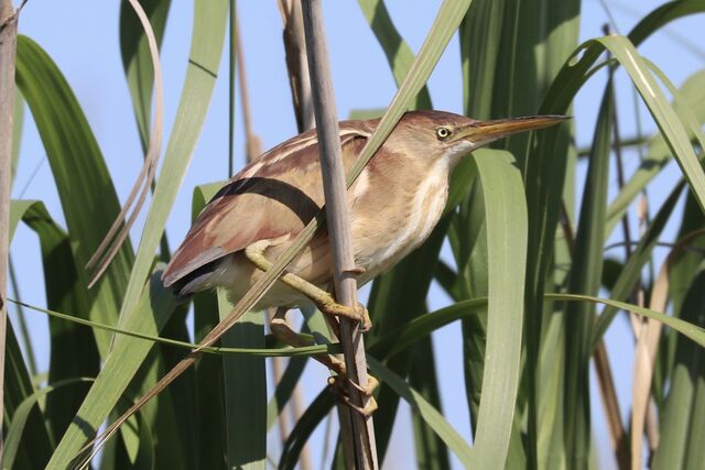 Least Bittern