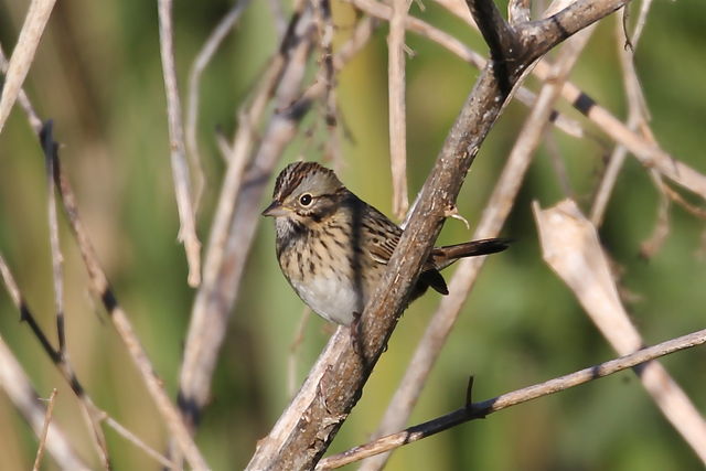 Lincoln's Sparrow