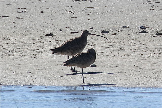 Long-billed Curlew