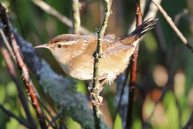 Marsh Wren