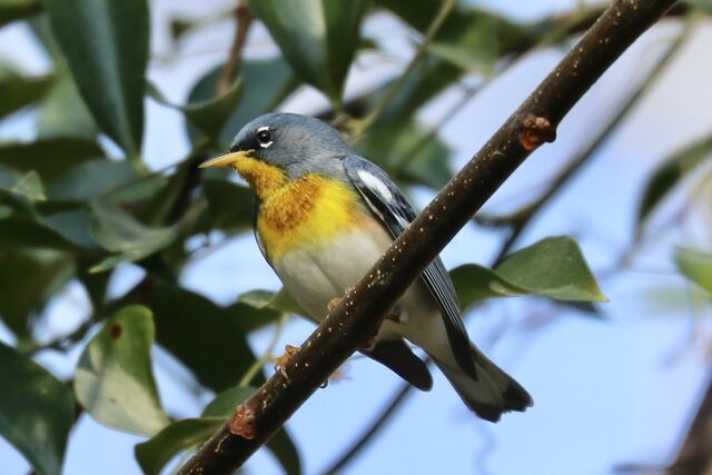 Northern Parula