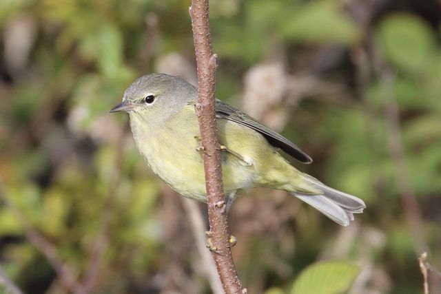 Orange-crowned Warbler