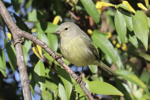 Orange-crowned Warbler