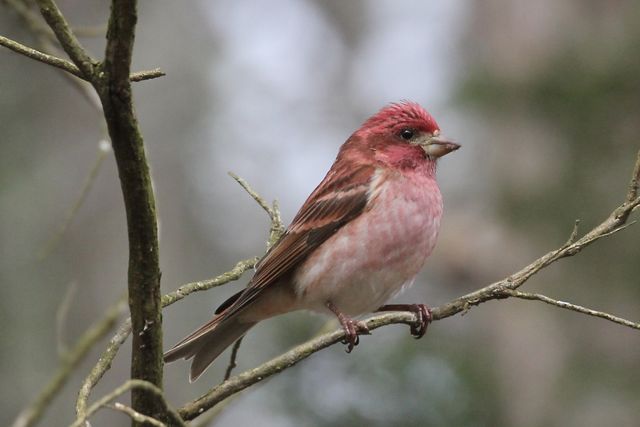 Purple Finch
