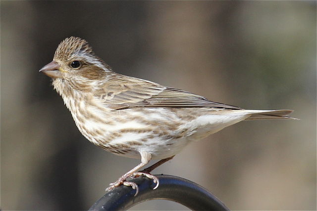 Purple Finch