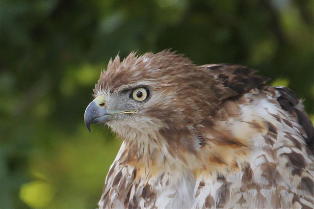 Red-tailed Hawk
