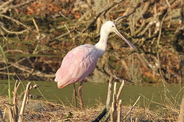 Roseate Spoonbill