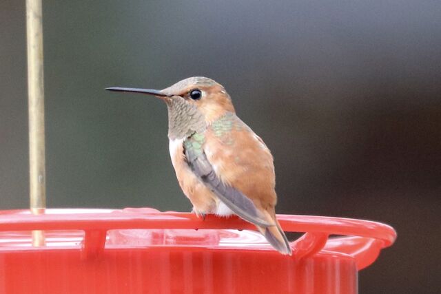 Rufous Hummingbird