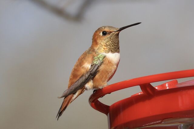 Rufous Hummingbird