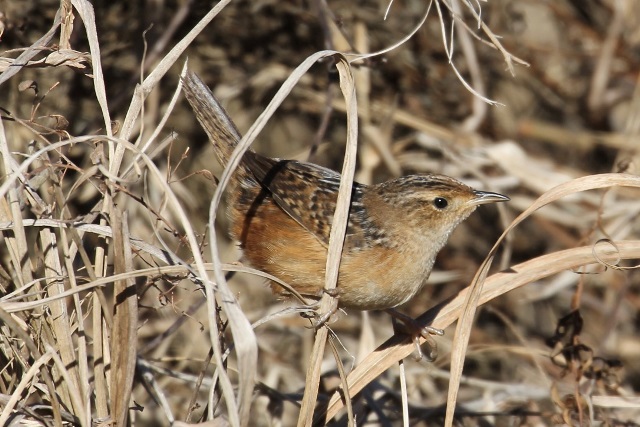 Sedge Wren