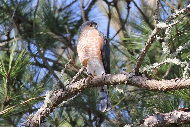 Sharp-shinned Hawk