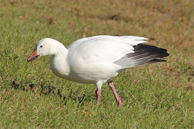 Snow Goose
