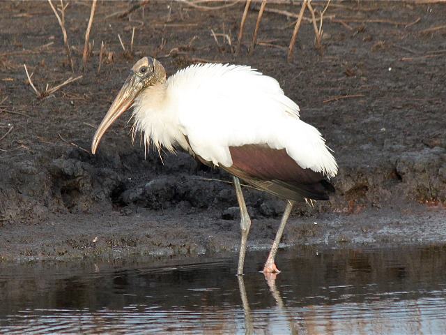 Wood Stork