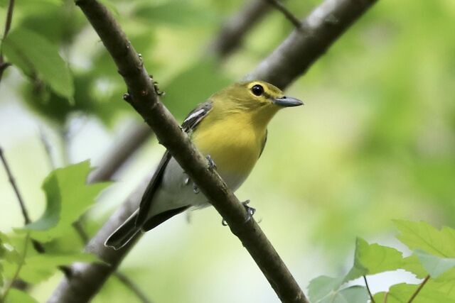 Yellow-throated Vireo