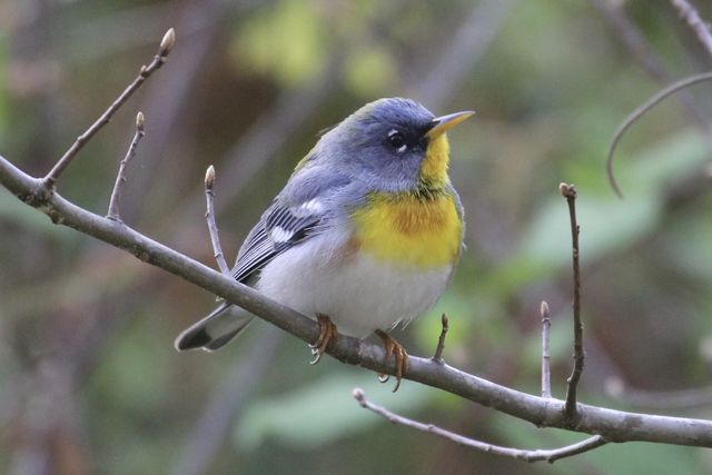 Northern Parula