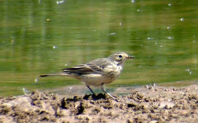 American Pipit