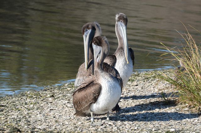 Brown Pelican