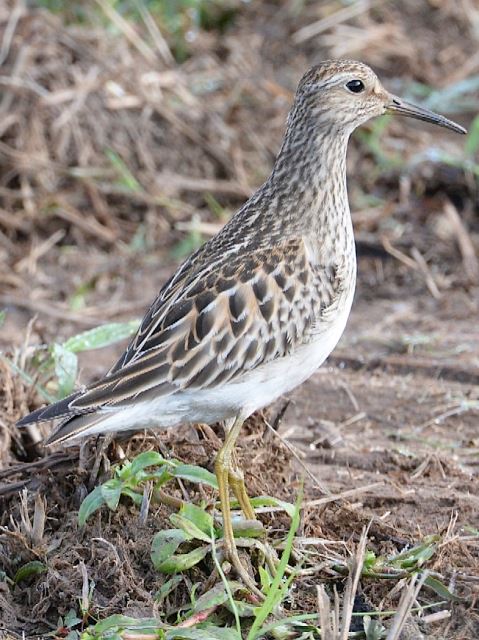 Pectoral Sandpiper