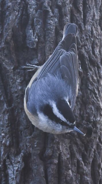 Red-breasted Nuthatch