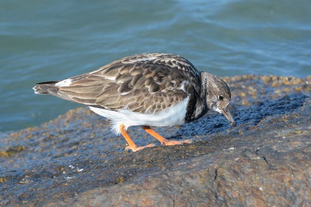Ruddy Turnstone