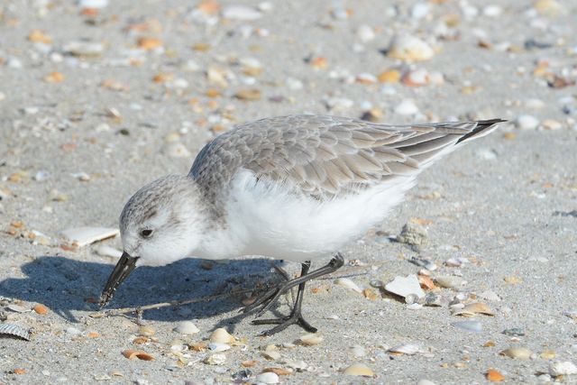 Sanderling