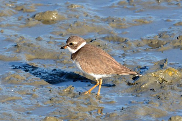 Semipalmated Plover