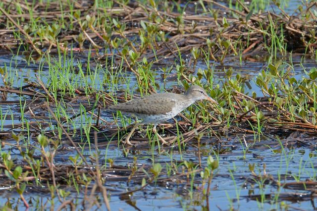 Spotted Sandpiper
