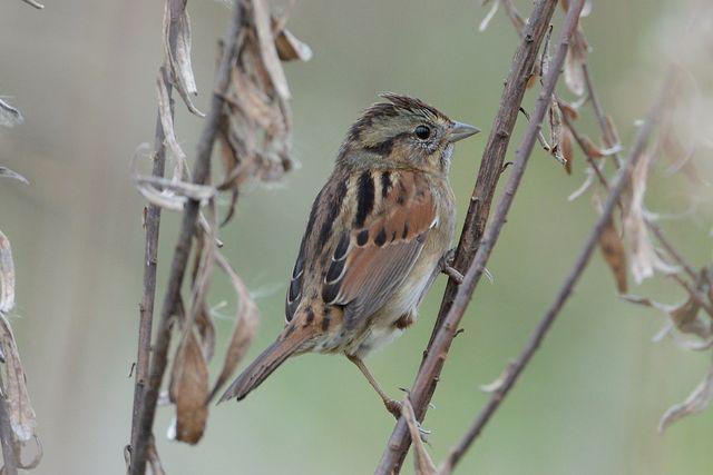 Swamp Sparrow