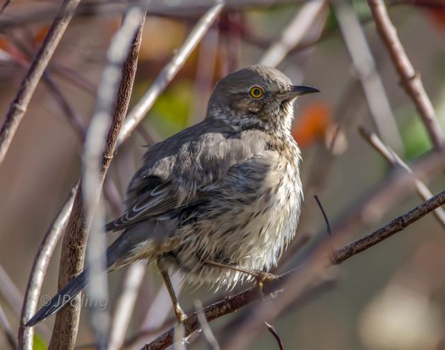 Sage Thrasher