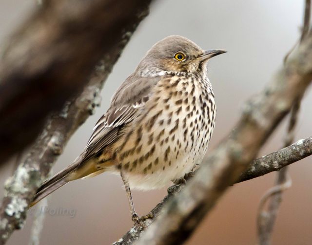 Sage Thrasher