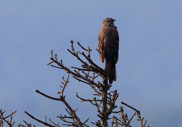 Townsend's Solitaire