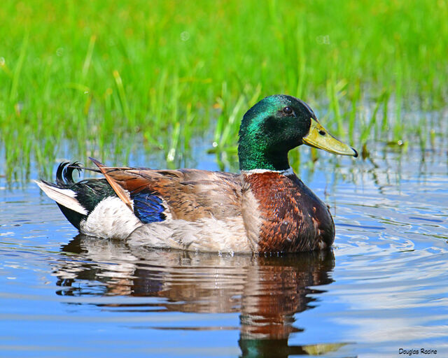 Mallard