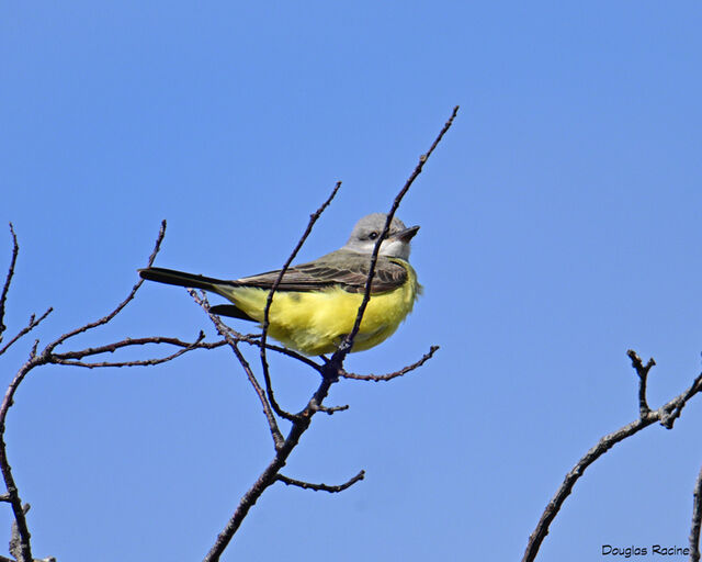 Western Kingbird