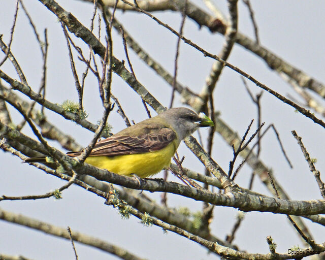 Western Kingbird