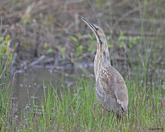 American Bittern