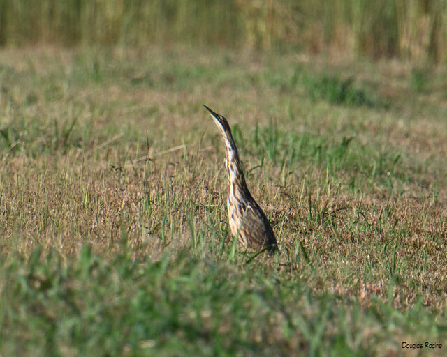 American Bittern