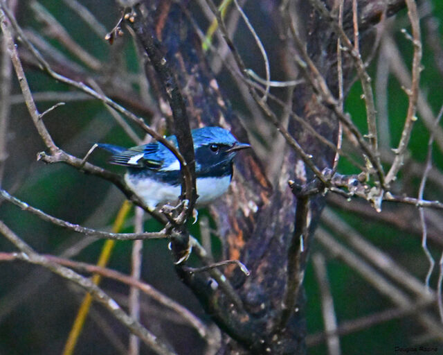 Black-throated Blue Warbler