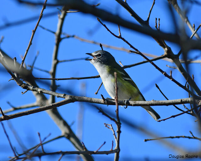 Blue-headed Vireo