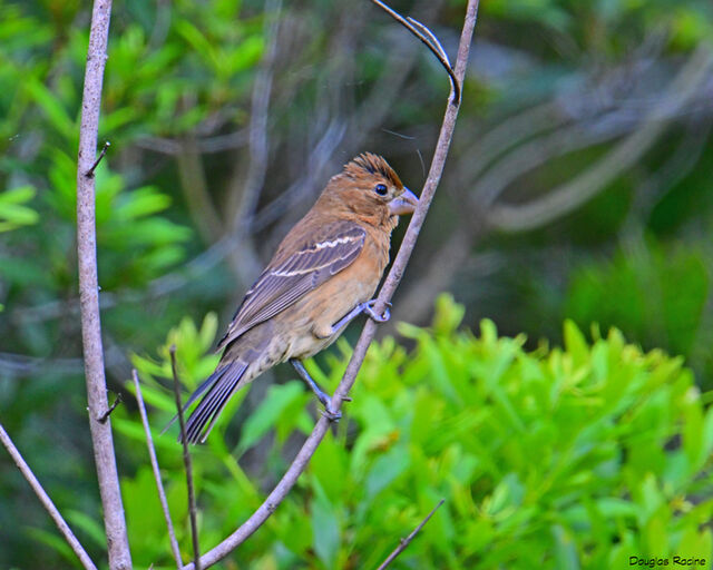 Blue Grosbeak