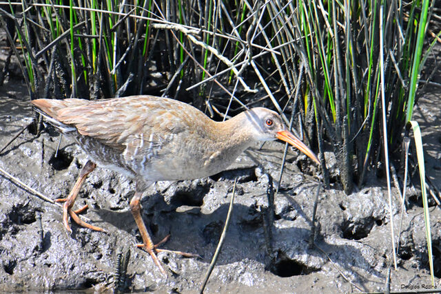 Clapper Rail