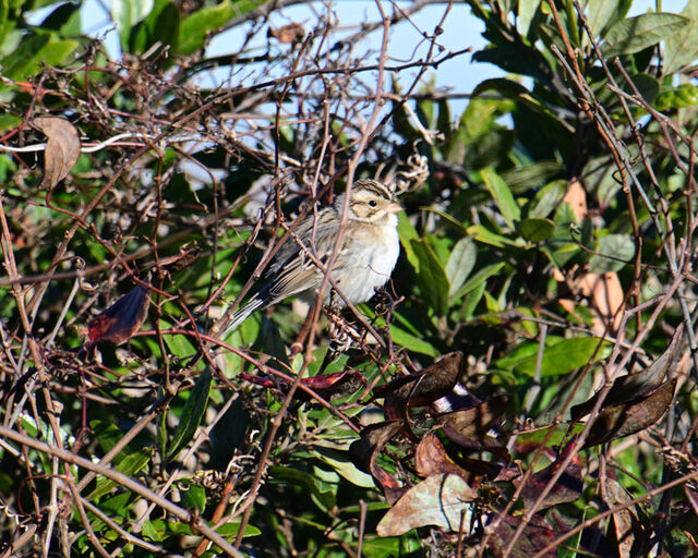 Clay-colored Sparrow