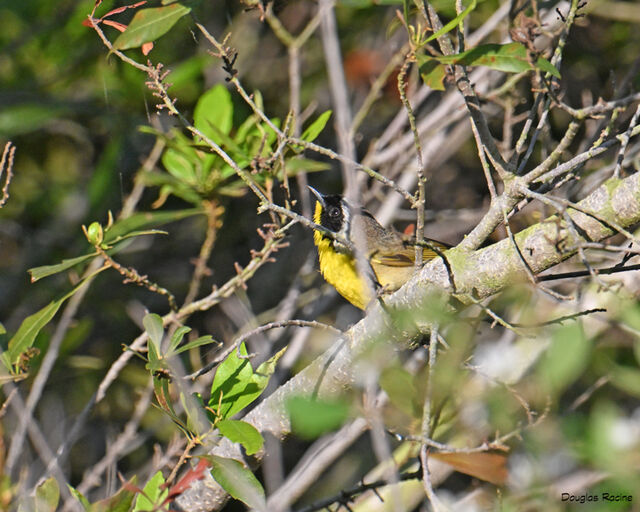 Common Yellowthroat