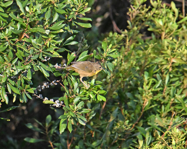Common Yellowthroat