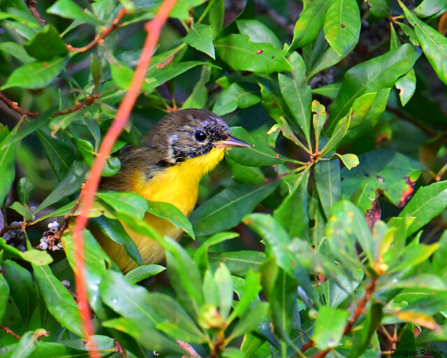 Common Yellowthroat