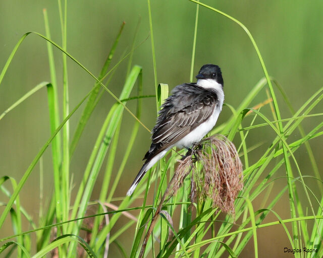 Eastern Kingbird