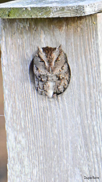 Eastern Screech-Owl