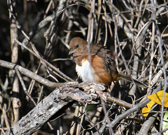 Eastern Towhee