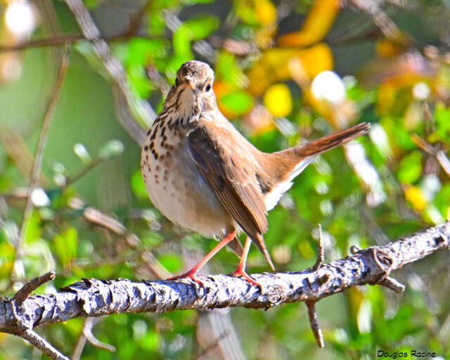 Hermit Thrush